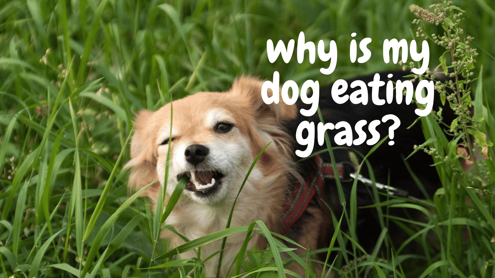 My dog keeps eating grass store